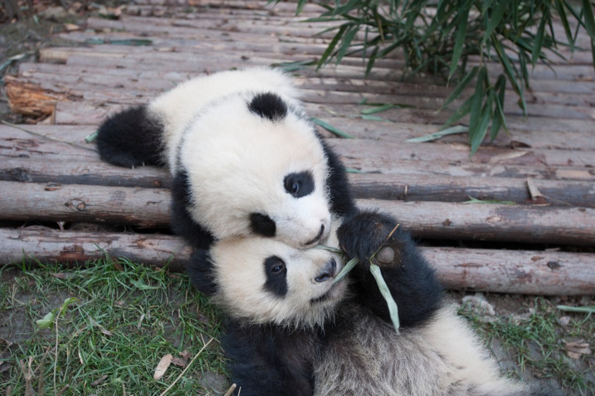 WB, IMAX Give ‘Pandas’ Expansion, Release Adorable New Pictures ...